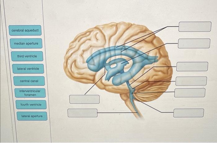 Solved cerebral aqueduct median aperture third ventricle | Chegg.com