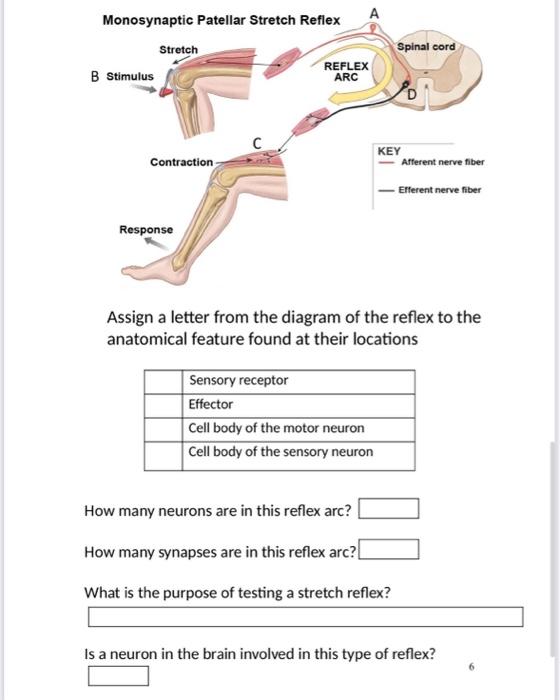Solved Assign a letter from the diagram of the reflex to the | Chegg.com