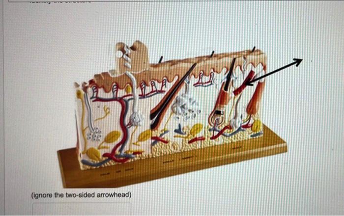 solved-identify-the-highlighted-cell-layer-of-the-tissue-chegg