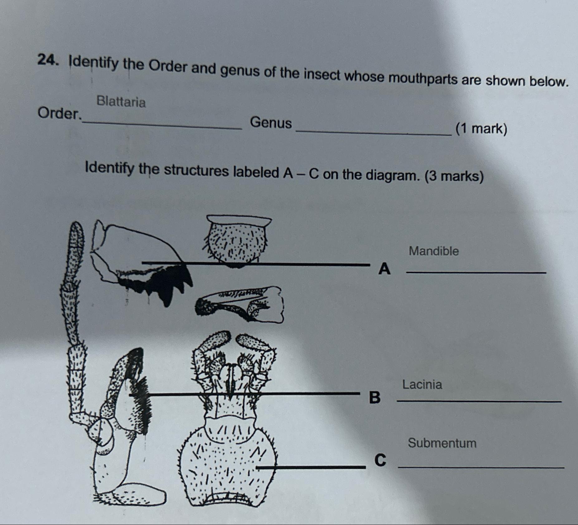 Solved Identify the Order and genus of the insect whose | Chegg.com