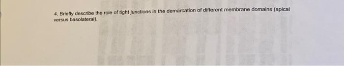 Solved 4. Briefly describe the role of tight junctions in | Chegg.com