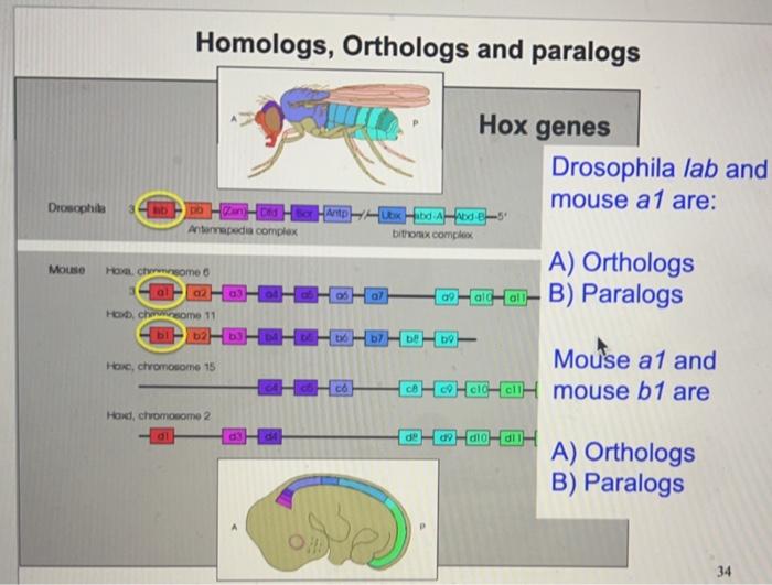 Solved Homologs, Orthologs and paralogs Hox genes Ant | Chegg.com