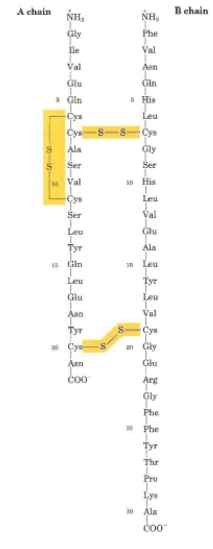 Solved To analyze the B chain, Dr. Sanger carried out the | Chegg.com