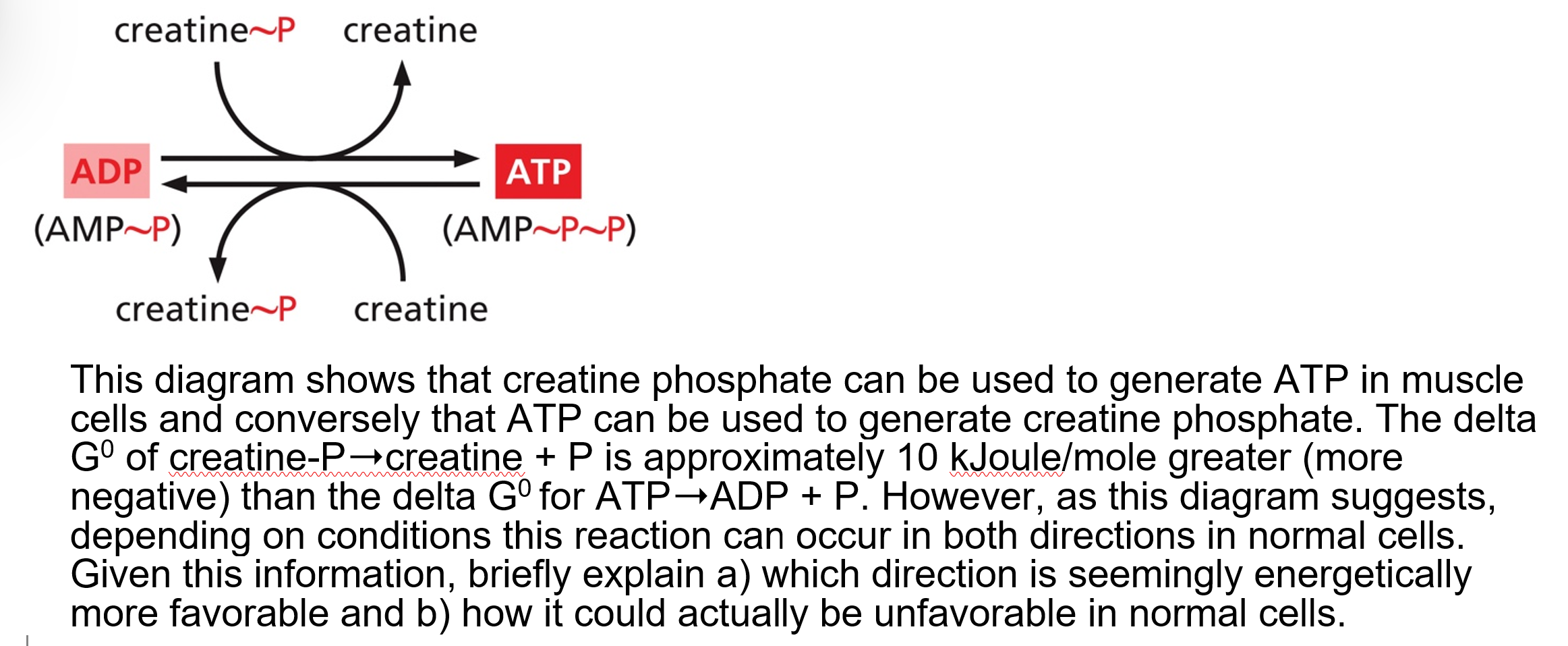 Solved This diagram shows that creatine phosphate can be | Chegg.com