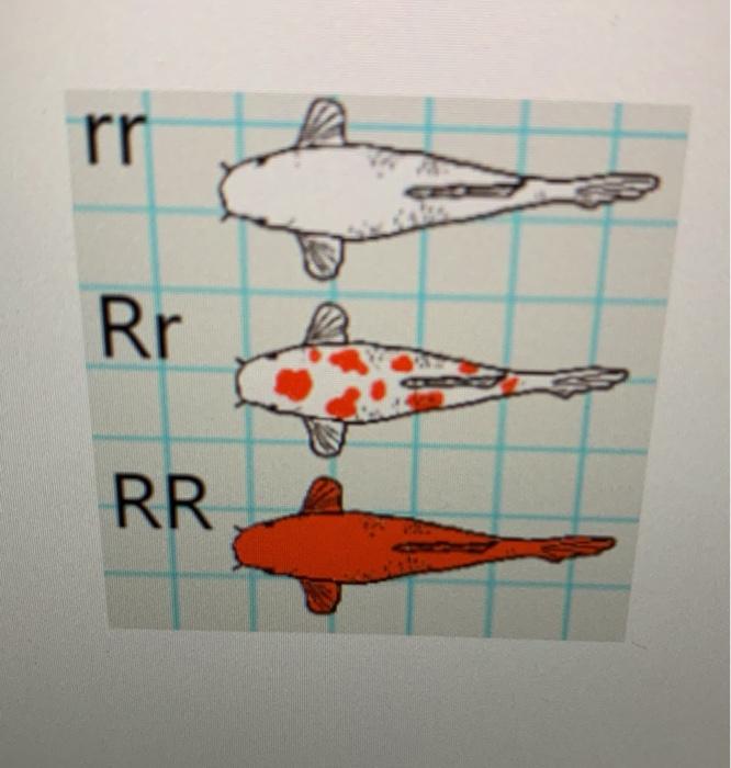 Solved Initial population Generation After some time in the | Chegg.com