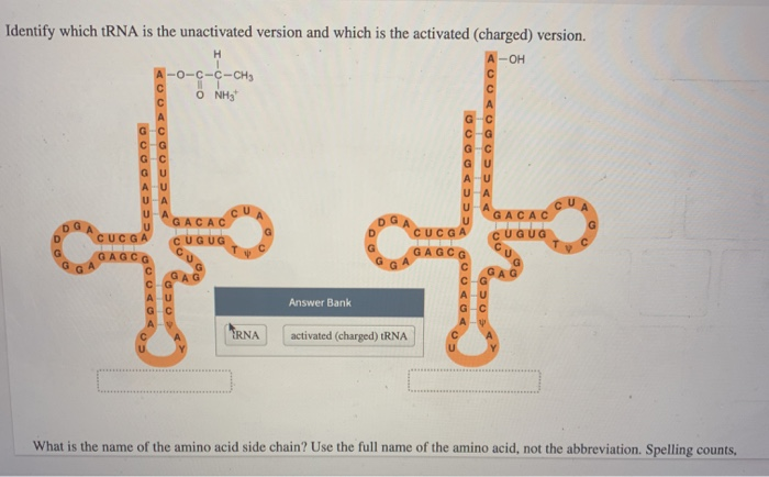 Solved Identify which tRNA is the unactivated version and | Chegg.com