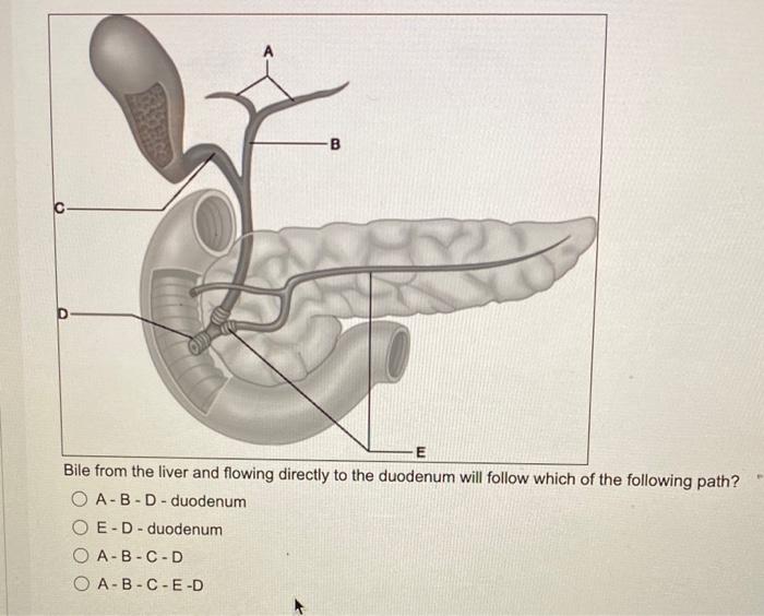 Solved B E Bile from the liver and flowing directly to the | Chegg.com