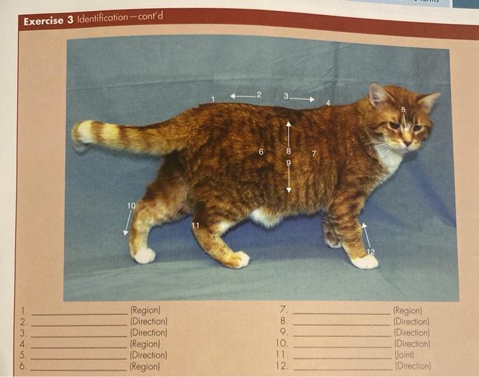 Solved Exercise 3 identification-cont'd 2 6 8 10 7 8 2. 3 4 | Chegg.com