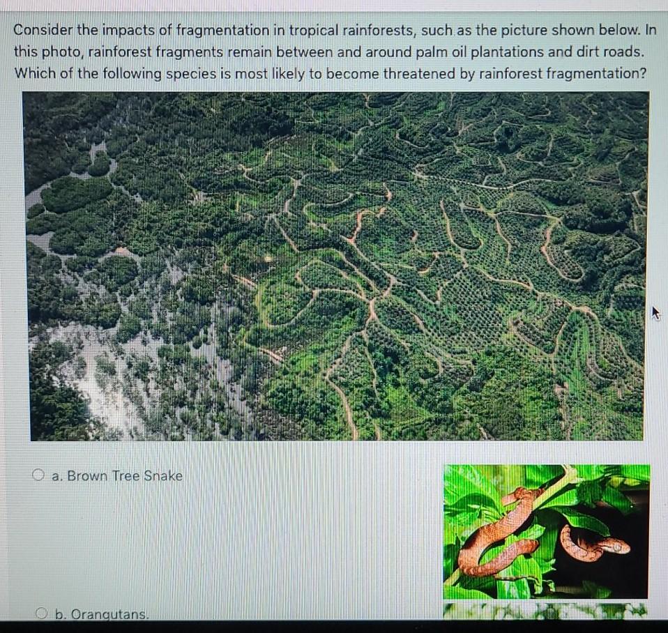 Solved Consider the impacts of fragmentation in tropical | Chegg.com