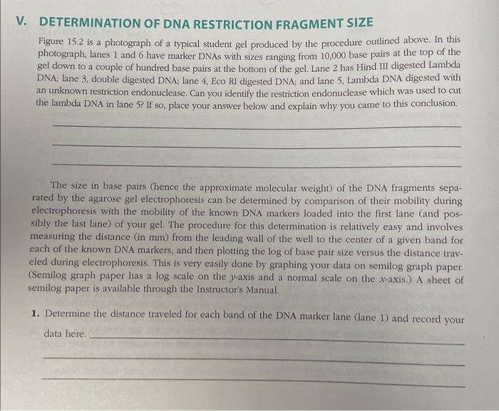 DETERMINATION OF DNA RESTRICTION FRAGMENT SIZE Figure | Chegg.com