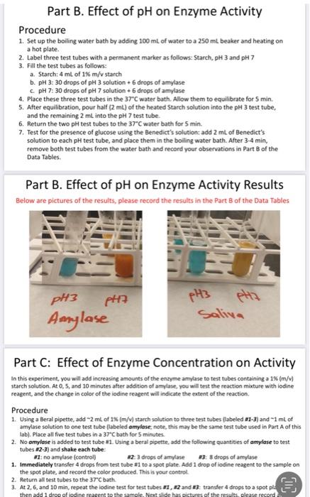 Solved Enzyme Lab Starch Amplane → Amylase is an enzyme | Chegg.com