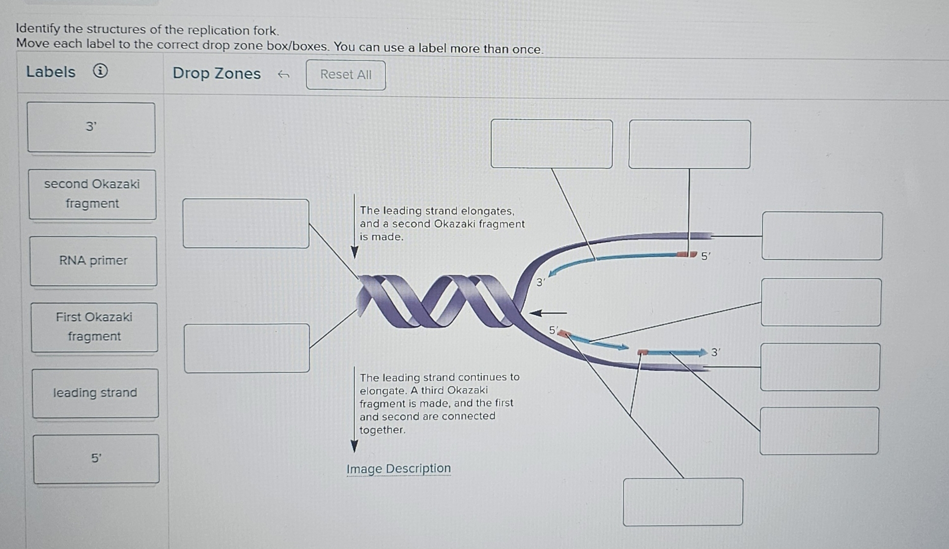 Solved Identify the structures of the replication fork.Move | Chegg.com