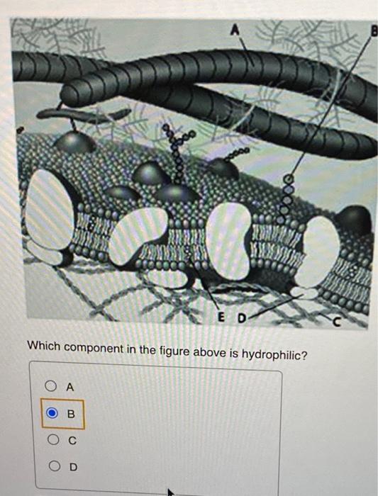 Solved OA O Which component in the figure above is | Chegg.com