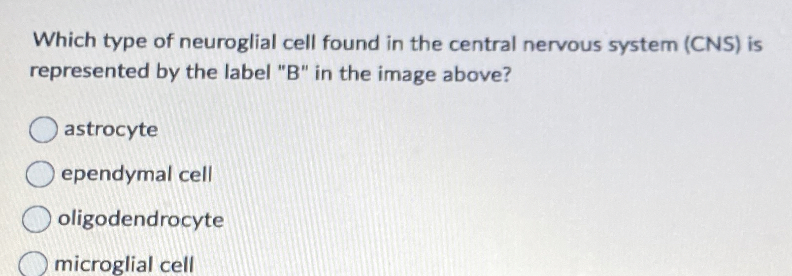 Solved Which type of neuroglial cell found in the central | Chegg.com