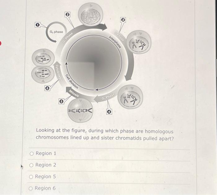 Solved Looking at the figure, during which phase are | Chegg.com
