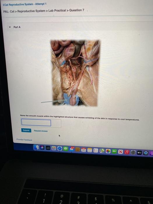 Solved Reproductive System > Lab Practical > Question 7 | Chegg.com