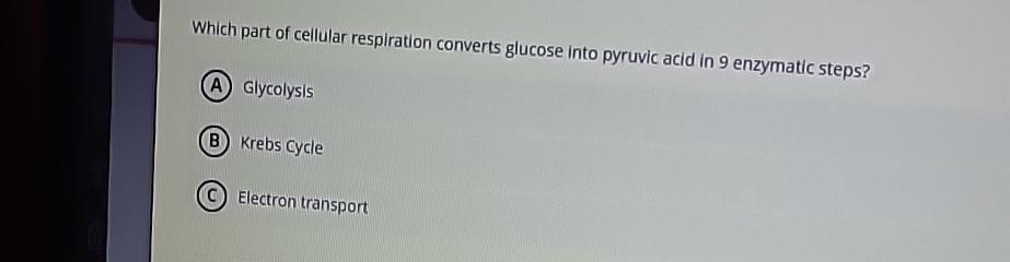 Solved Which part of cellular respiration converts glucose | Chegg.com