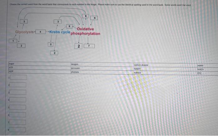 Oxidative hosphorylation 1 2 5 2÷ 2 | Chegg.com