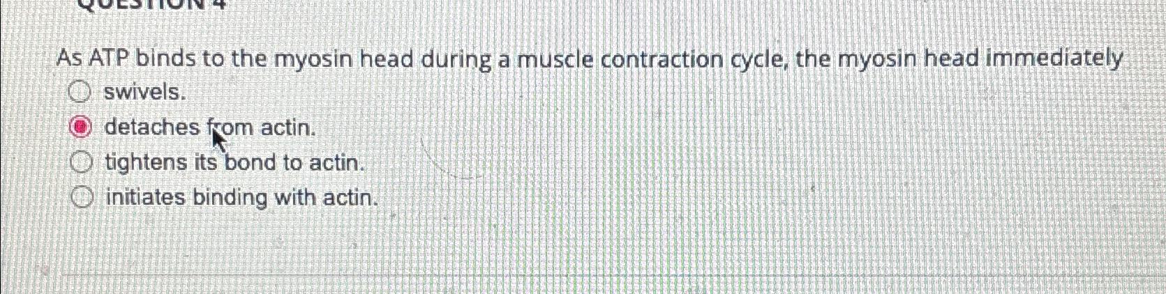 Solved As ATP binds to the myosin head during a muscle | Chegg.com