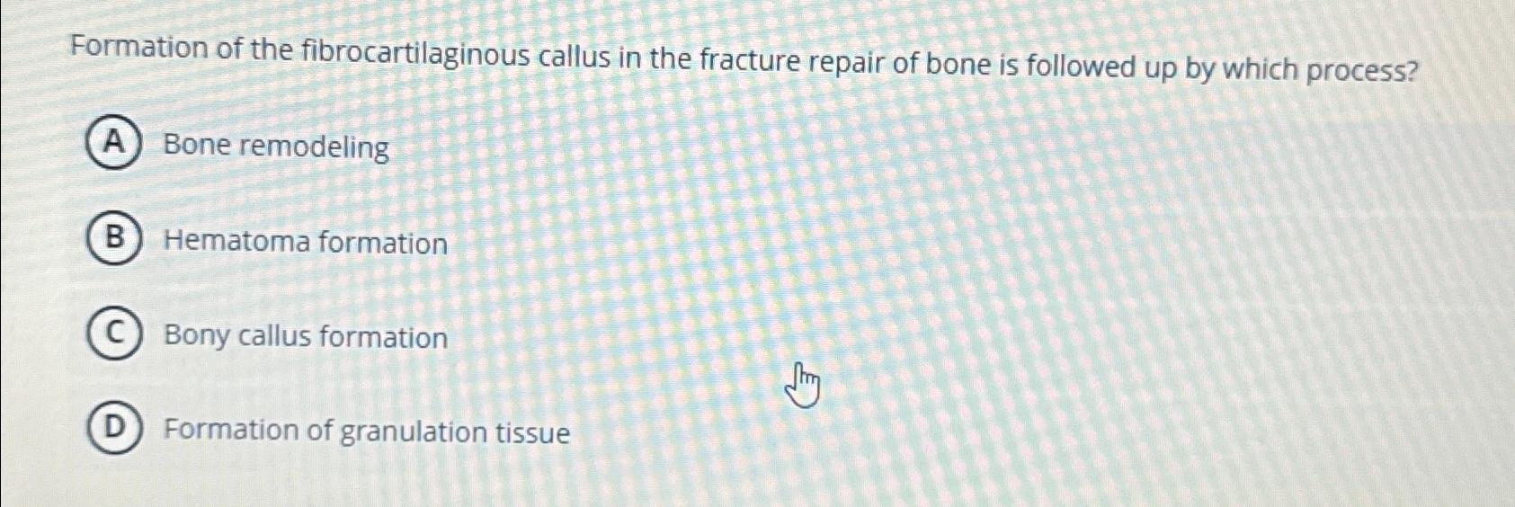 Solved Formation of the fibrocartilaginous callus in the | Chegg.com