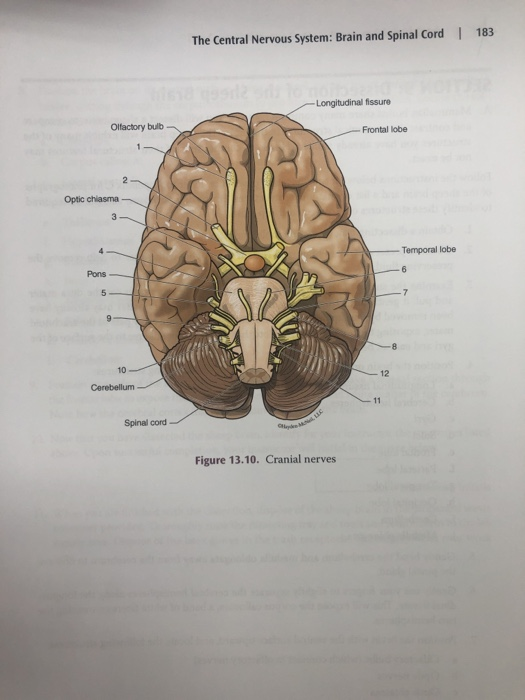 Solved 182 | Lab 13 SECTION 8: Cranial Nerves A. Twelve | Chegg.com
