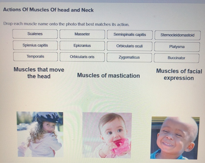 Solved Actions Of Muscles Of head and Neck Drop each muscle | Chegg.com