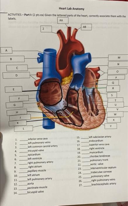 Solved Heart Lab Anatomy ACTIVITIES - Part I: (2 pts ea) | Chegg.com