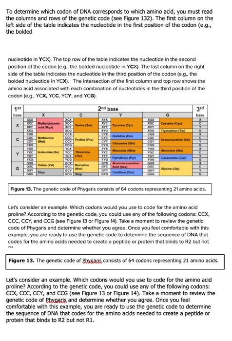 Step 3: Use a genetic code to design a sequence of | Chegg.com