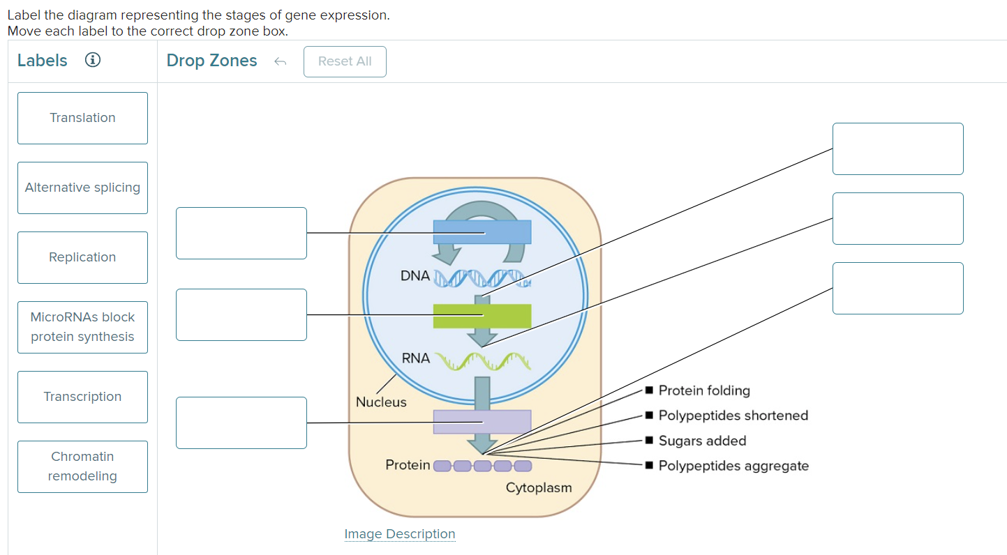 Solved Label the diagram representing the stages of gene | Chegg.com