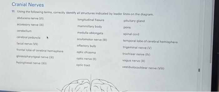 Cranial Nerves 11. Using the following terms, | Chegg.com