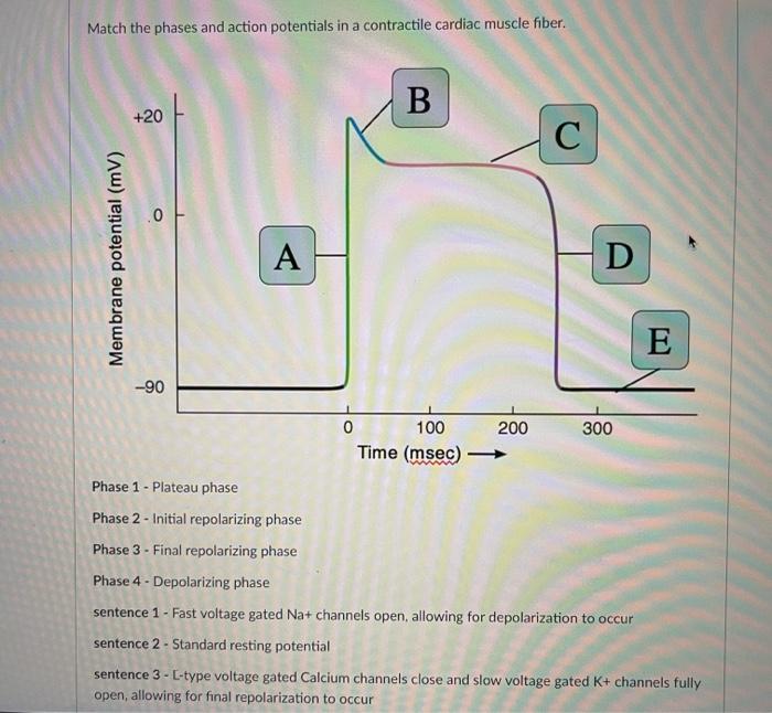 Solved Match the phases and action potentials in a | Chegg.com