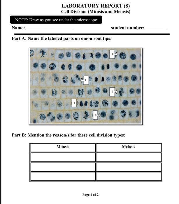Solved LABORATORY REPORT (8) Cell Division (Mitosis and | Chegg.com