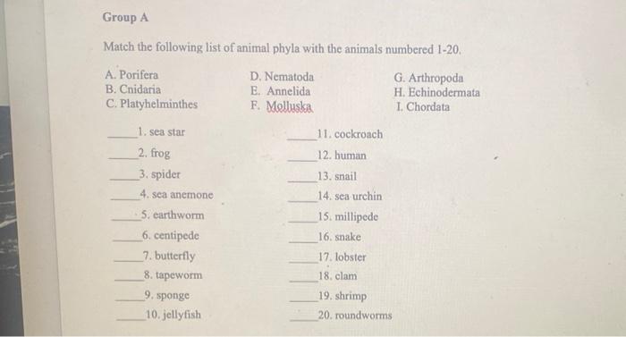 Solved Group A Match the following list of animal phyla with | Chegg.com