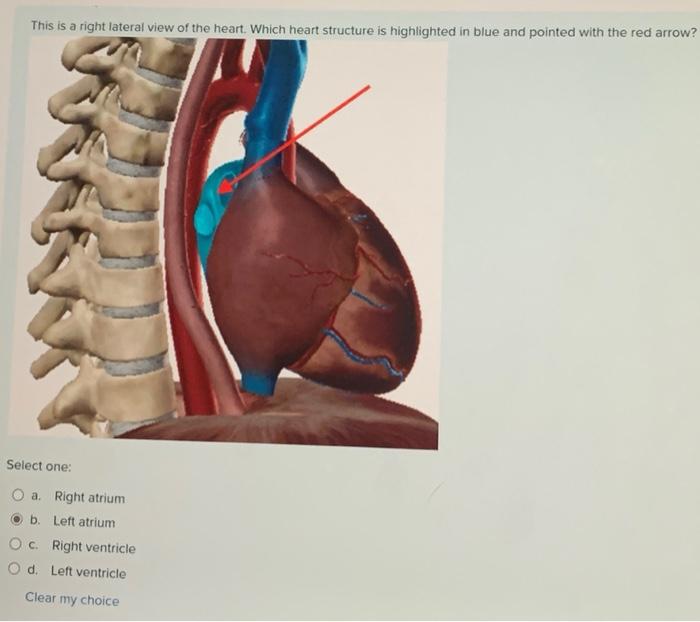 Solved This is a right lateral view of the heart. Which | Chegg.com