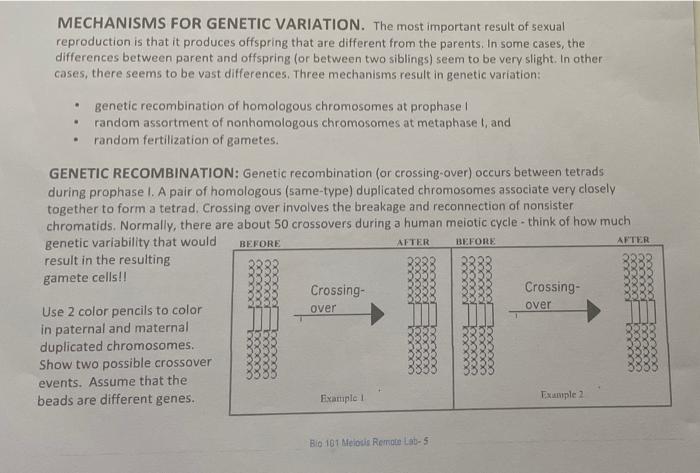 Solved MECHANISMS FOR GENETIC VARIATION. The most important | Chegg.com