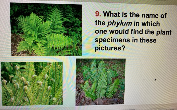 Solved 9. What is the name of the phylum in which one would | Chegg.com