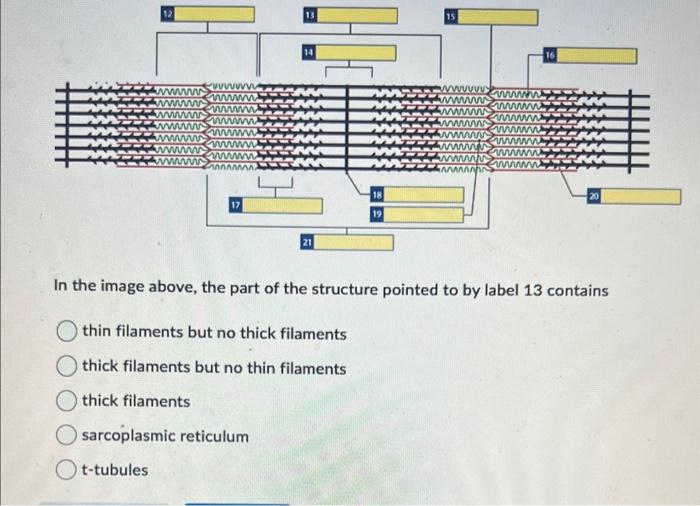 Solved In the image above, thick filaments are located | Chegg.com