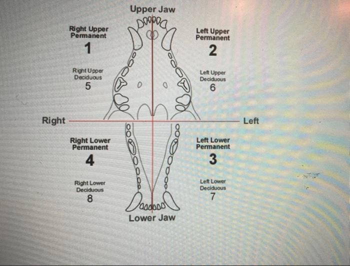 Solved The Modified Triadan System is used most commonly in | Chegg.com