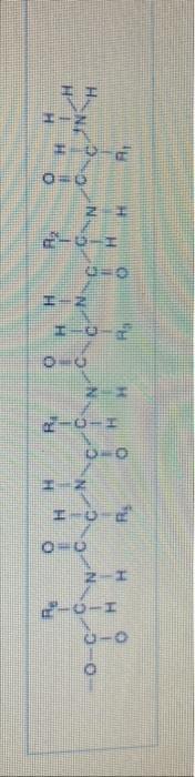 Solved What is the highest structural level of protein | Chegg.com