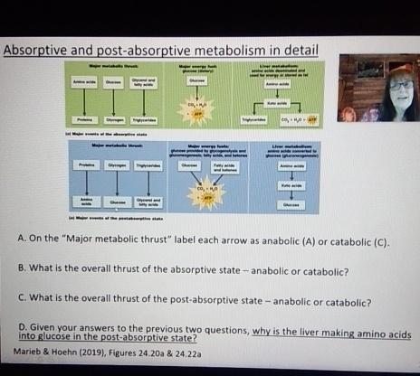 Solved Absorptive and post-absorptive metabolism in detailA. | Chegg.com