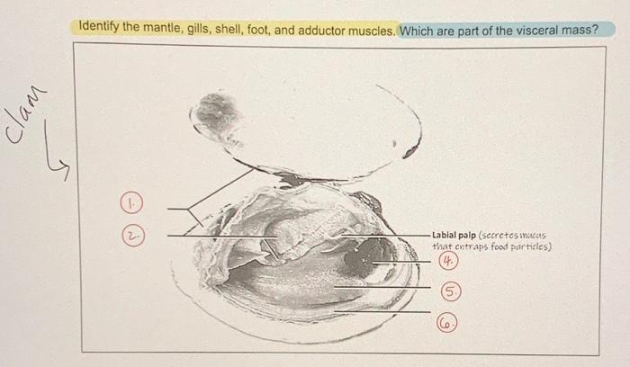 Solved Identify the mantle, gills, shell, foot, and adductor | Chegg.com