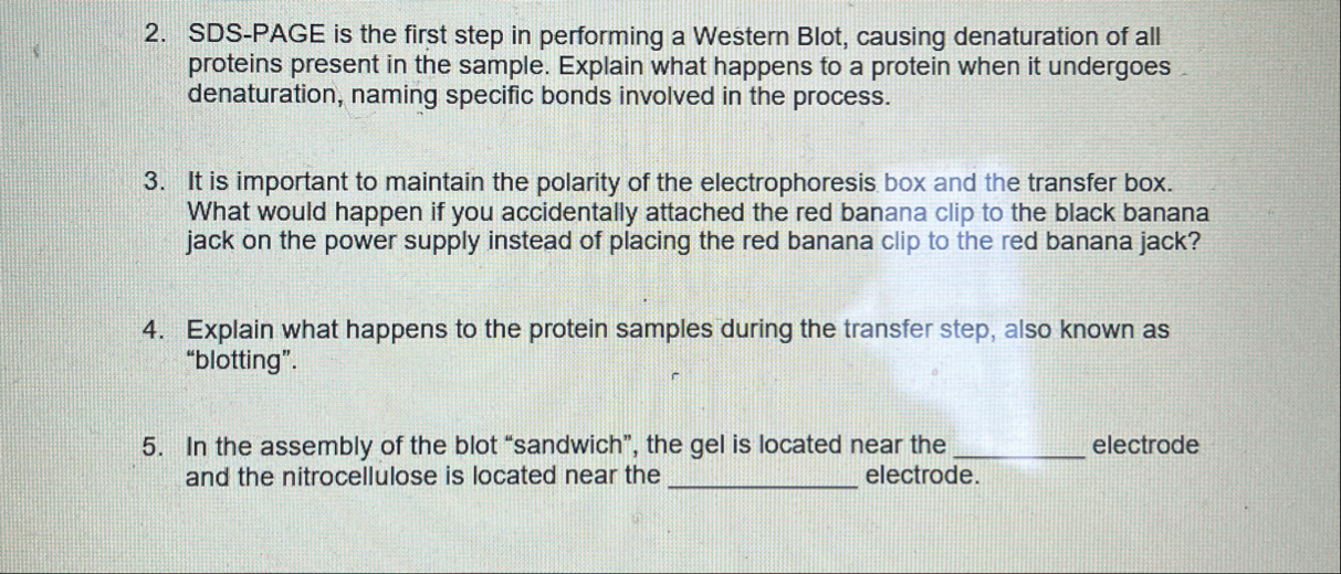 Solved 1. ﻿SDS-PAGE is the first step in performing a | Chegg.com