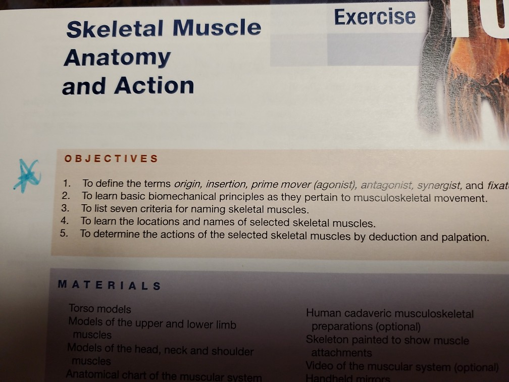 Solved Exercise Skeletal Muscle Anatomy and Action | Chegg.com