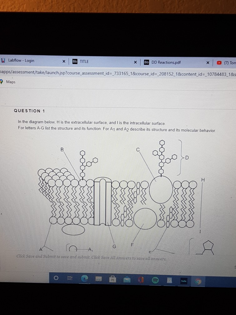 U Labflow - Login x BB TITLE х Bb DD Reactions.pdf Х | Chegg.com