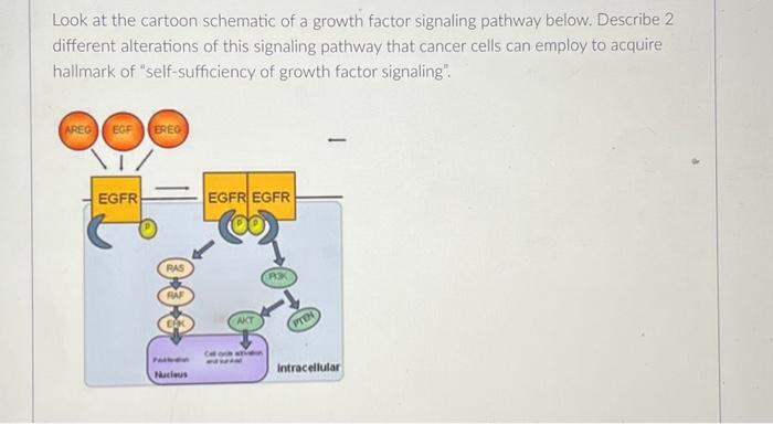 Look at the cartoon schematic of a growth factor | Chegg.com