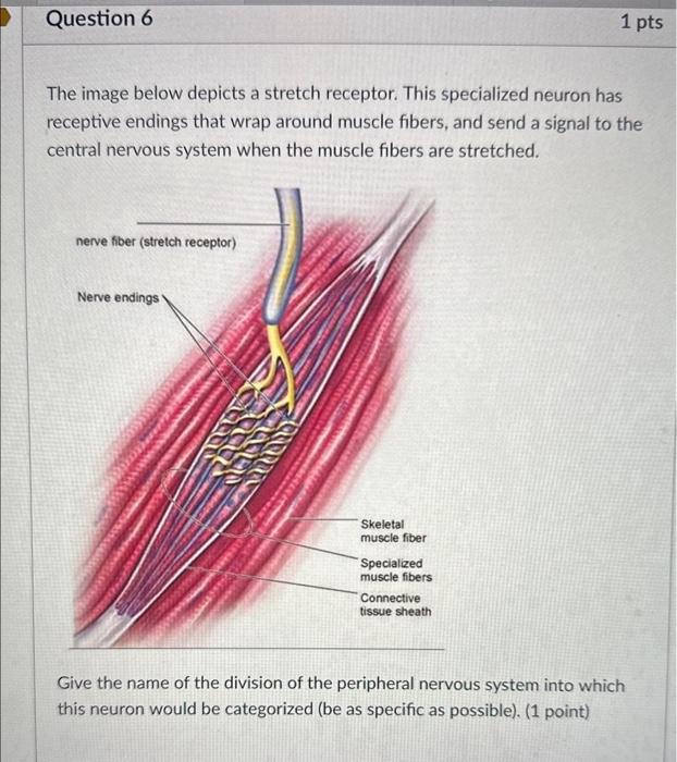 Solved The image below depicts a stretch receptor. This | Chegg.com