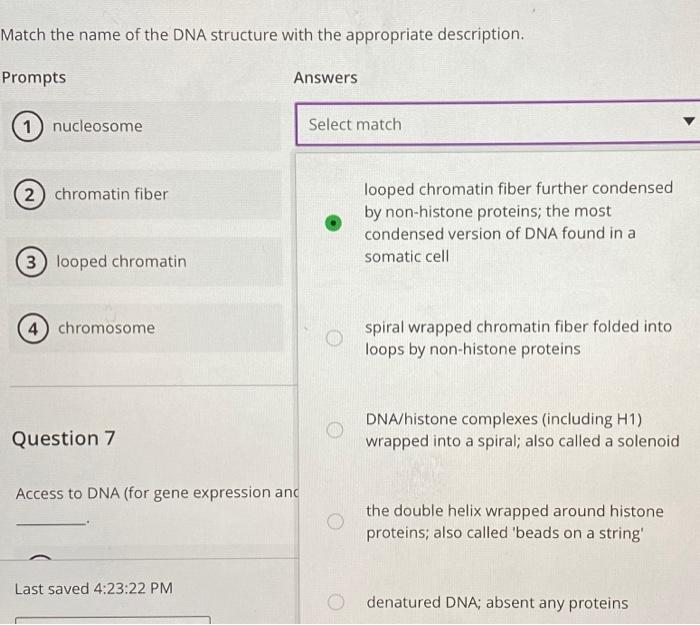Solved Match the name of the DNA structure with the | Chegg.com