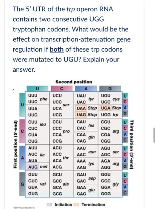 Solved The 5'UTR of the trp operon RNA contains two | Chegg.com