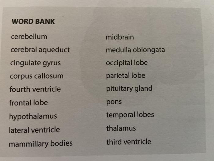 Solved Label the picture with the word bank, the word bank | Chegg.com