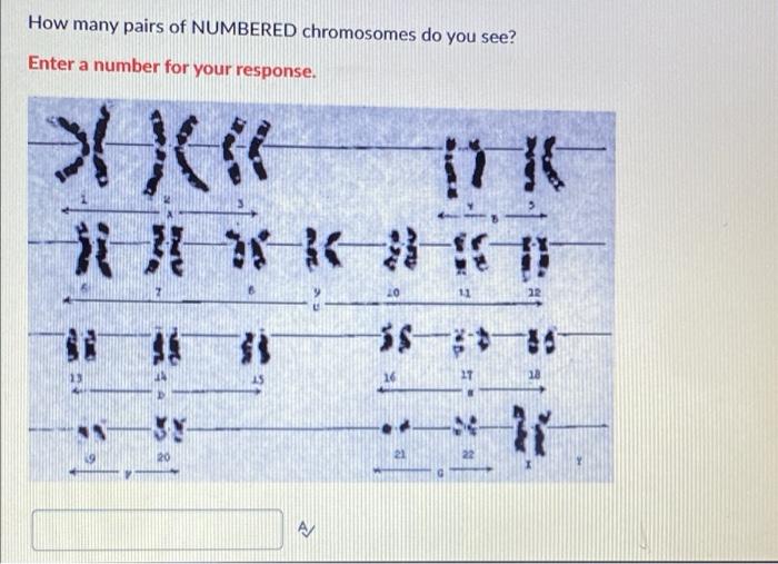 Solved How many pairs of NUMBERED chromosomes do you see? | Chegg.com
